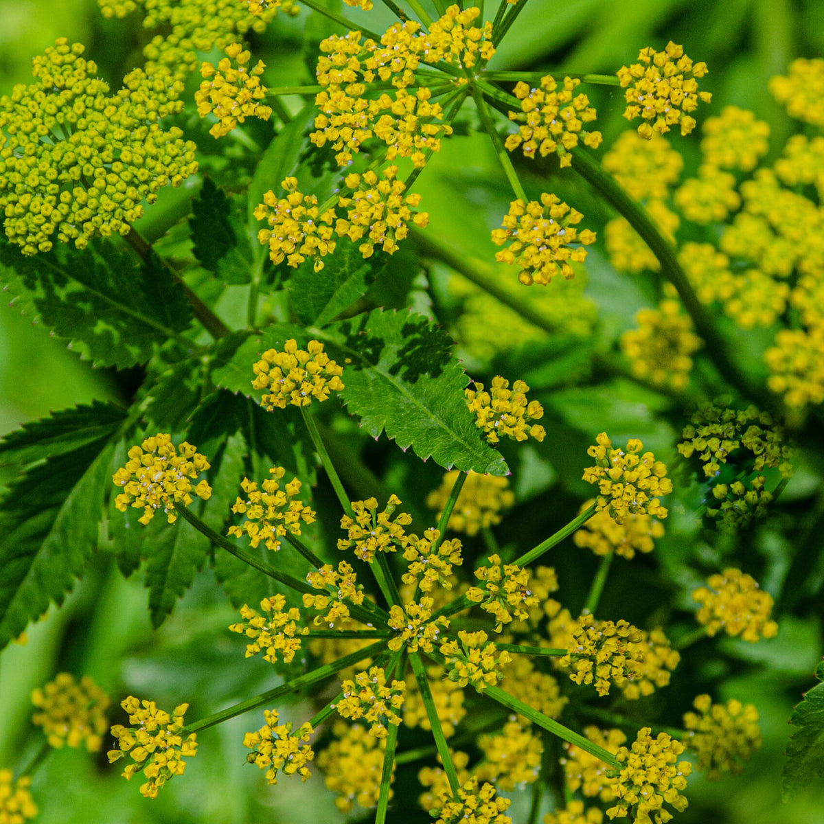 Golden Alexander Seeds – NativearthSeed LLC