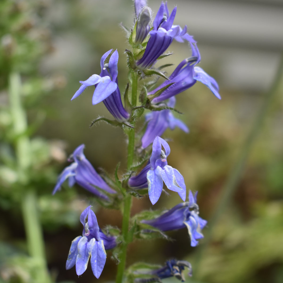 Lobelia siphilitica, Great Blue Lobelia Seeds – NativearthSeed LLC