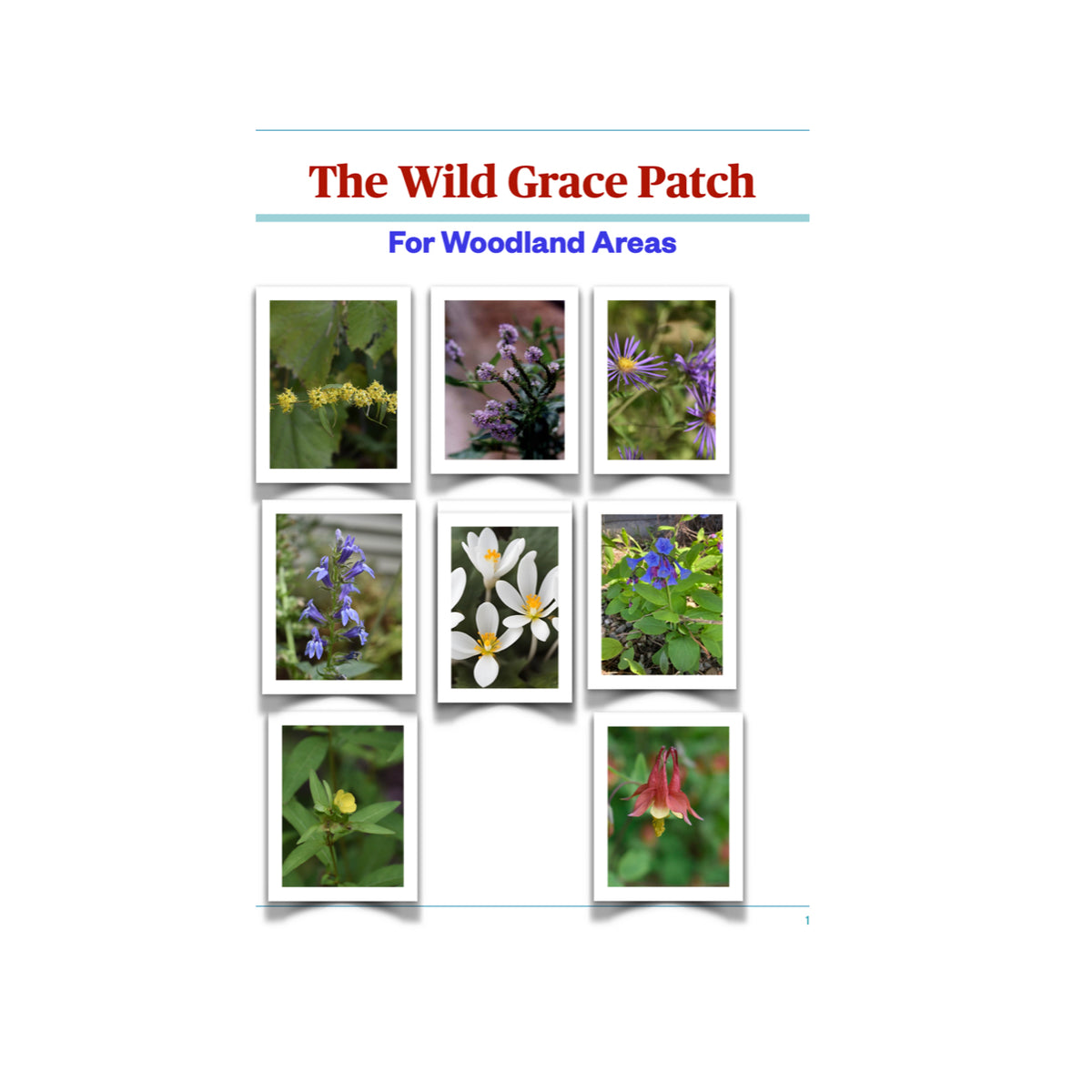 Wild Grace Patch for Woodland Areas – NativearthSeed LLC