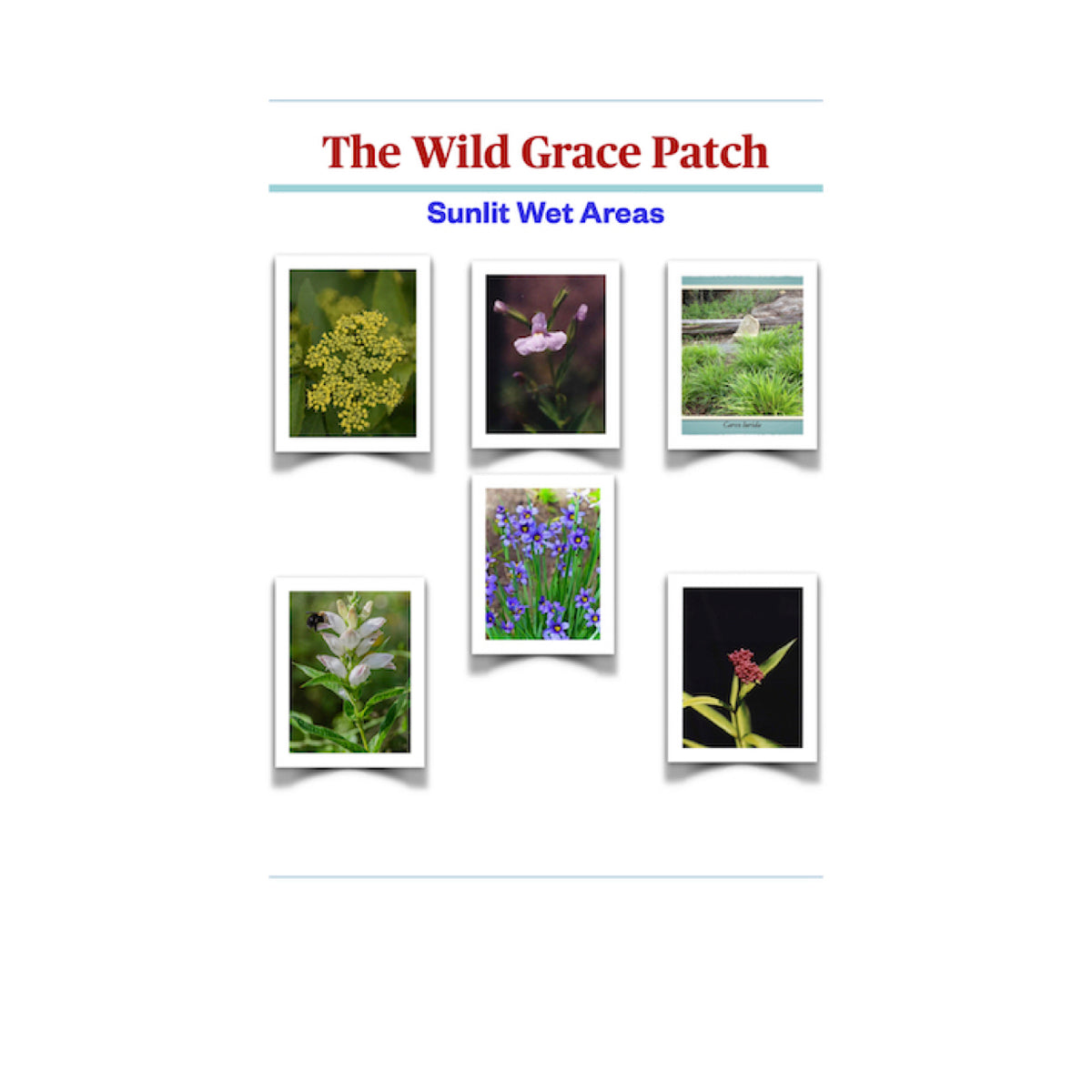 Wild Grace Patch for Wet Sunlit Areas | NativearthSeed LLC